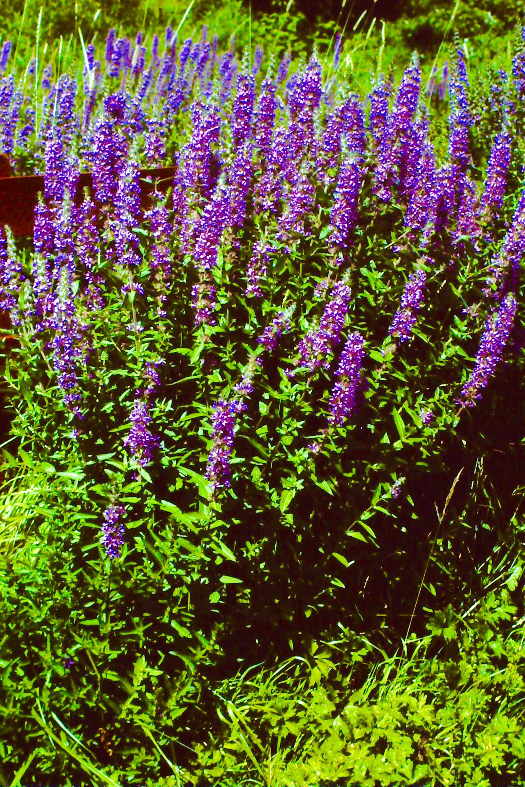 Purple Loosestrife The Wetlands Invasive Species | The Sustainable Lawn
