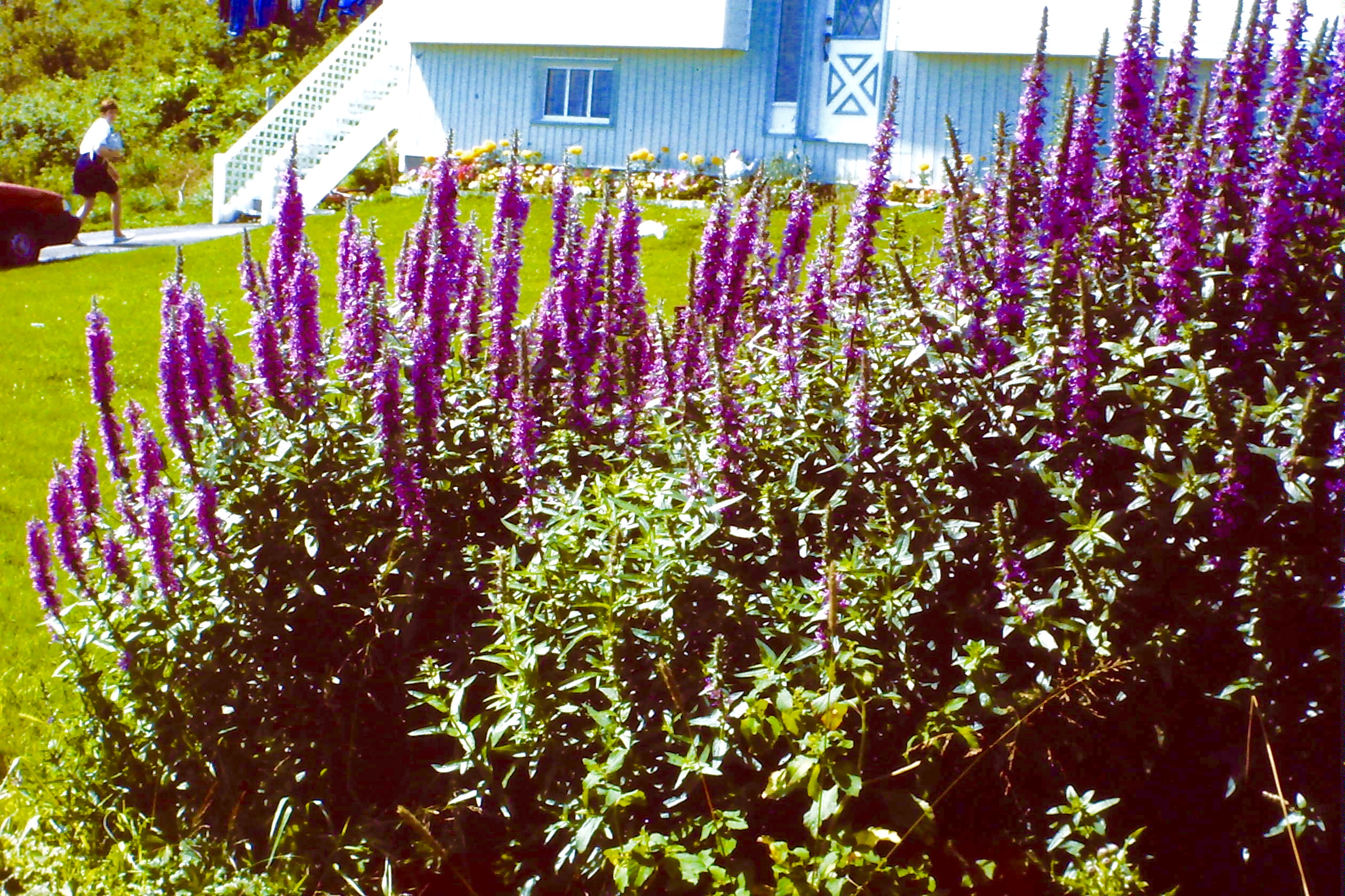 Invasive Species Purple Loosestrife | The Sustainable Lawn