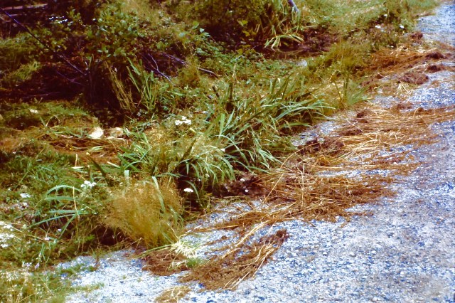 Invasive Species Purple Loosestrife | The Sustainable Lawn
