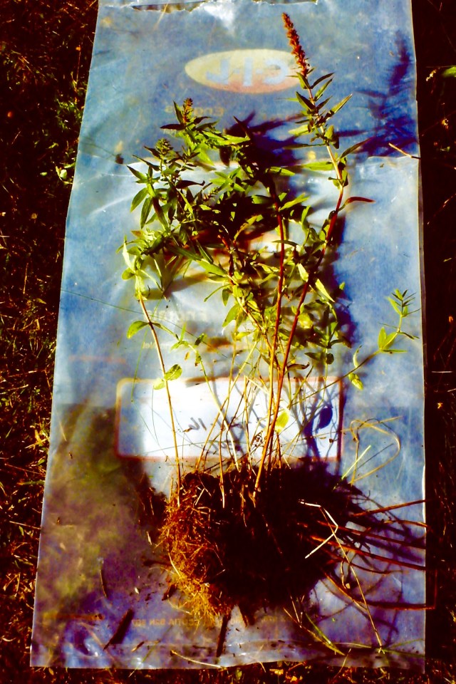 Invasive Species Purple Loosestrife | The Sustainable Lawn